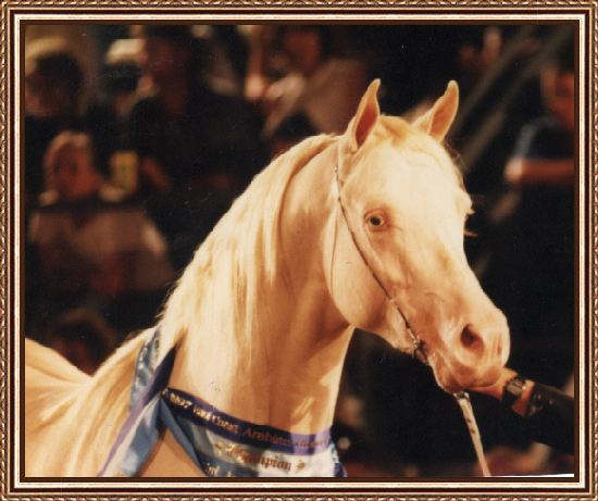 Arabians
