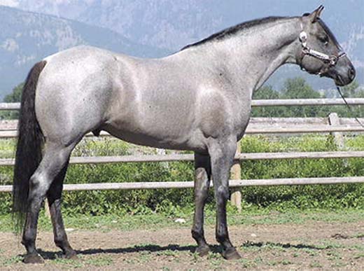 Silver Buckskin Quarter Horse