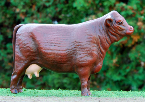 Cattle
